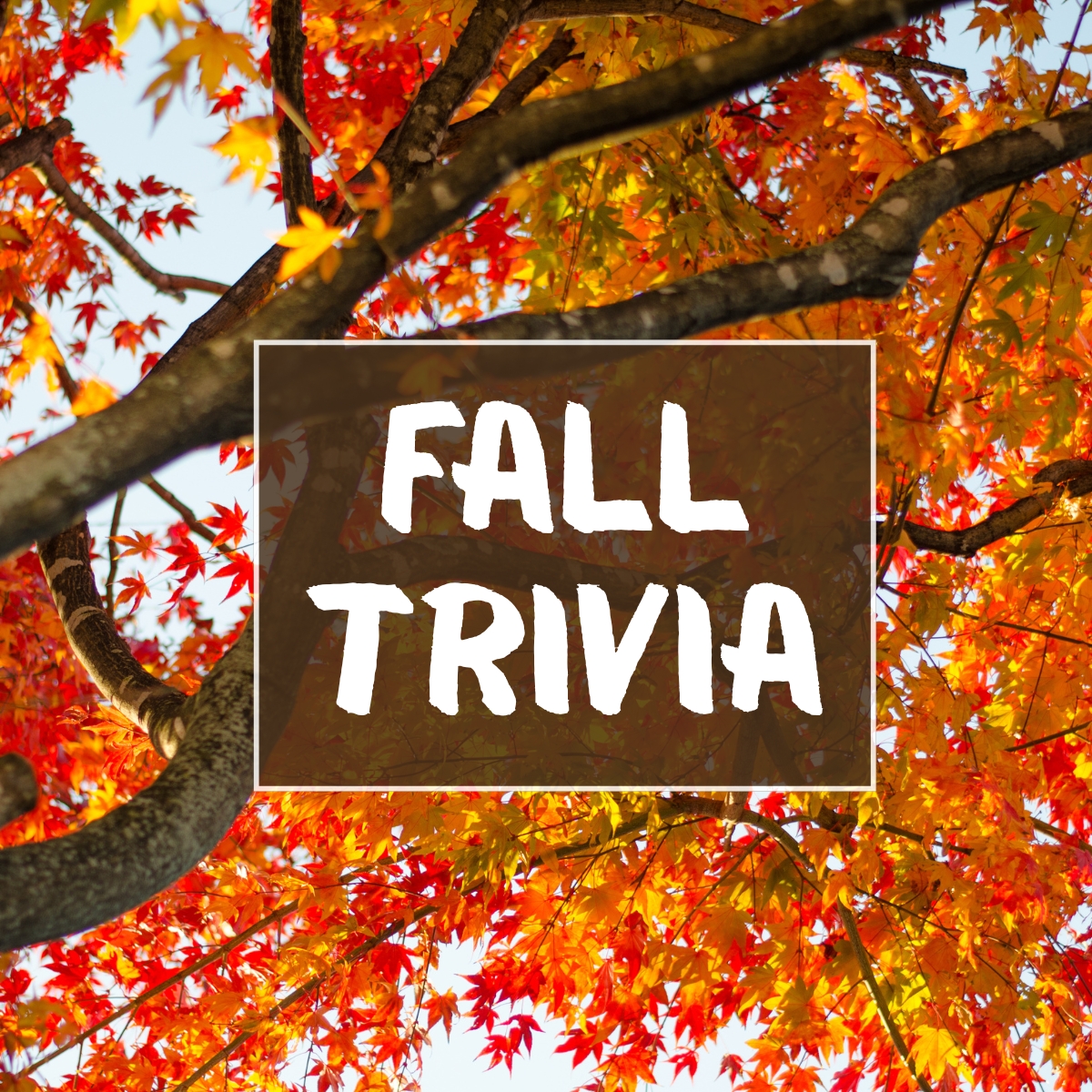 Fall Trivia - Delilah's Party Ideas